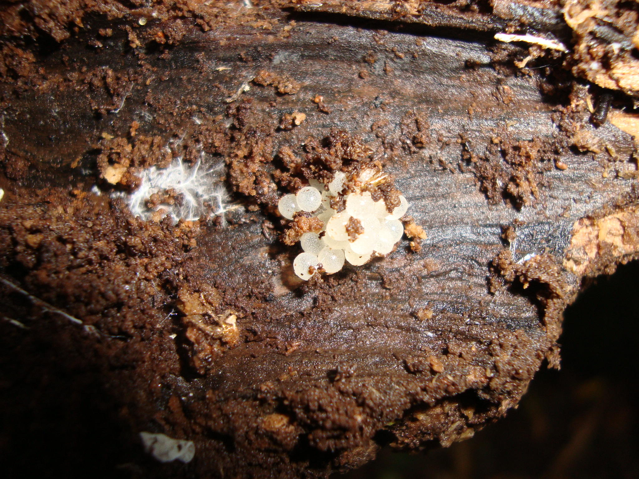 Snail eggs | Facts About Snails