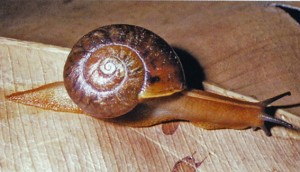 Glossy Turban Carnivorous Snail | Facts About Snails