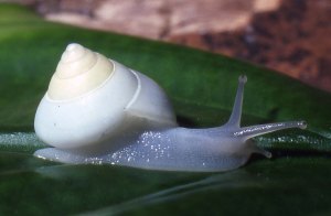 Ivory Treesnail | Facts About Snails