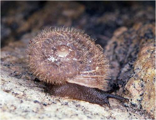 Snail taxonomy | Facts About Snails