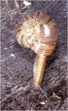 Native Australian Land Snails | Facts About Snails