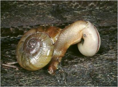 Snail taxonomy | Facts About Snails
