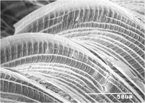 Snail shells | Facts About Snails