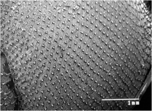 Snail shells | Facts About Snails