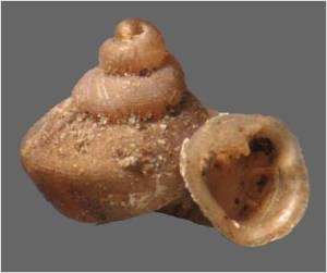 Are snails right or left handed? | Facts About Snails