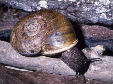 Bundaberg Flat-coiled Snail | Facts About Snails