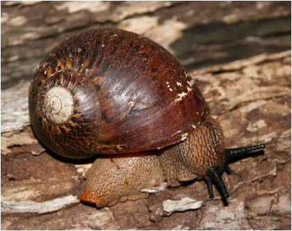 Native Australian Land Snails | Facts About Snails
