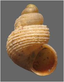 Native Australian Land Snails | Facts About Snails