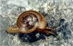 Snail taxonomy | Facts About Snails