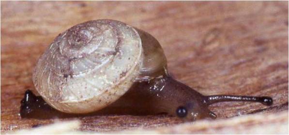 Native Australian Land Snails | Facts About Snails