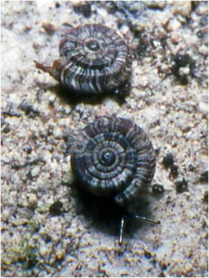 Native Australian Land Snails | Facts About Snails