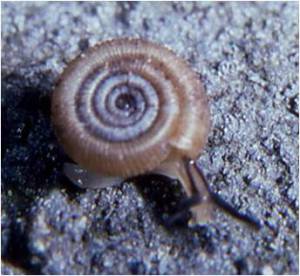Pinwheel Snails [Charopidae] | Facts About Snails