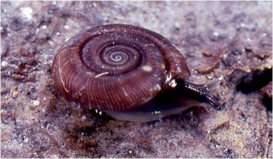 Pinwheel Snails [Charopidae] | Facts About Snails