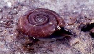 Goodnight Scrub Pinwheel Snail | Facts About Snails