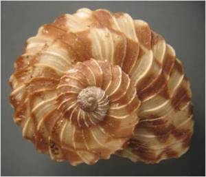 Native Australian Land Snails | Facts About Snails