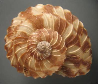 Snail taxonomy | Facts About Snails