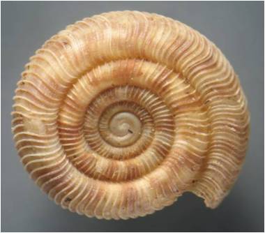 Snail taxonomy | Facts About Snails
