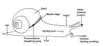 Snail anatomy | Facts About Snails