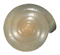 Snail shells | Facts About Snails