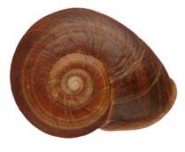 Snail shells | Facts About Snails