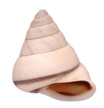 Snail shells | Facts About Snails