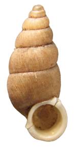 Snail shells | Facts About Snails