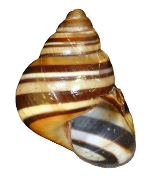 Steve Irwin’s Treesnail | Facts About Snails