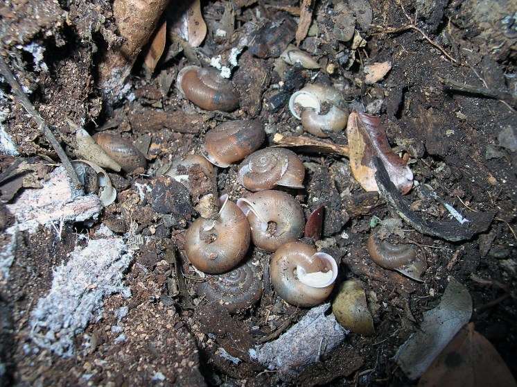 How long do snails live? | Facts About Snails