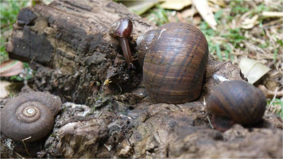 Snail taxonomy | Facts About Snails