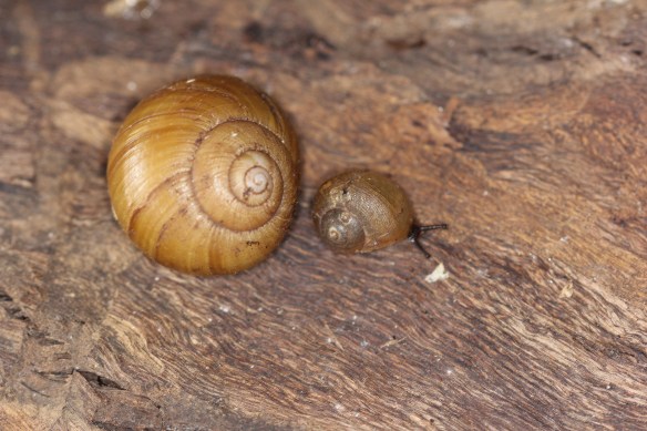 Are snails born with shells? | Facts About Snails