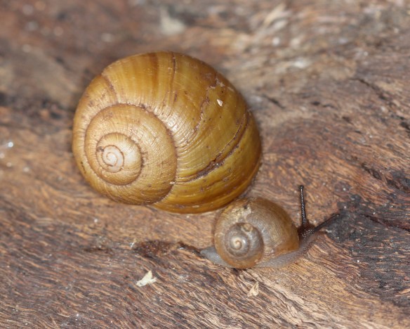 Are snails born with shells? | Facts About Snails