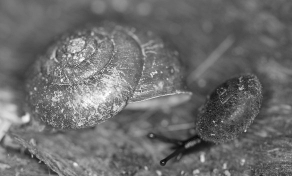 Baby snails and slugs | Facts About Snails