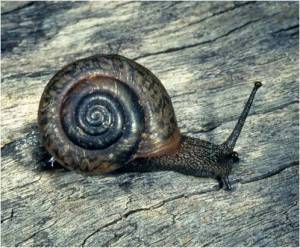 Boggomoss Snail | Facts About Snails