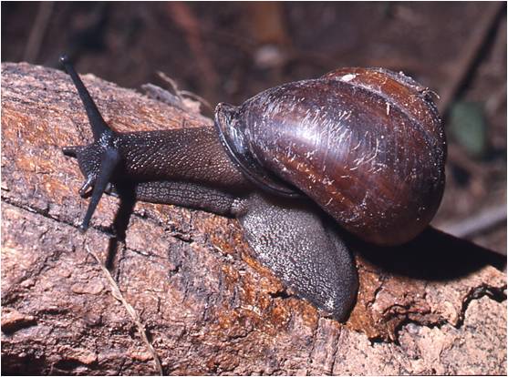 Native Australian Land Snails | Facts About Snails