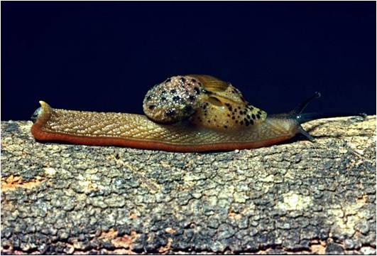 Snail taxonomy | Facts About Snails