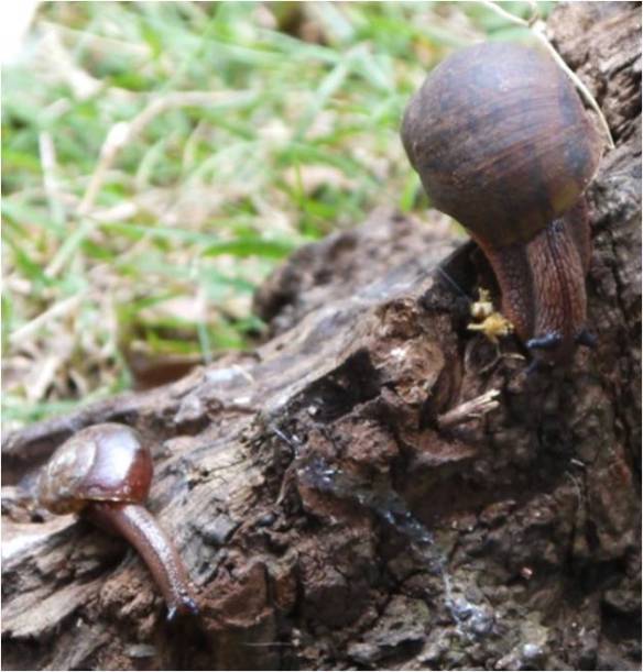Snail slime | Facts About Snails