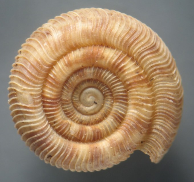 Caramel-flamed Pinwheel Snail | Facts About Snails
