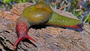 The David Attenborough Snail | Facts About Snails