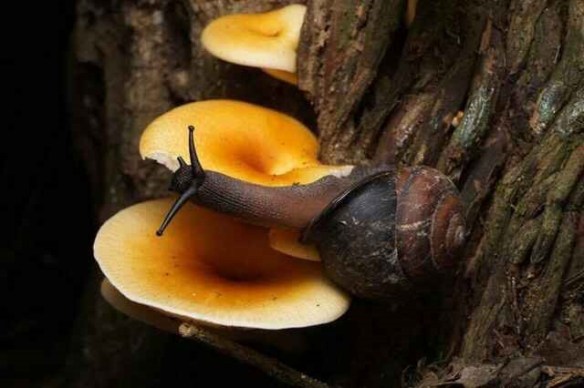 What do snails eat? | Facts About Snails