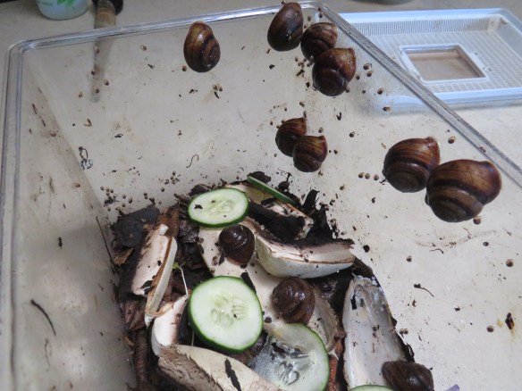 Keeping snails as pets | Facts About Snails