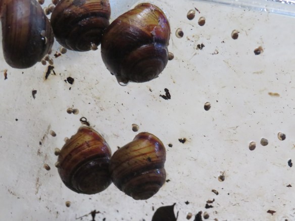 Our snails have babies! | Facts About Snails