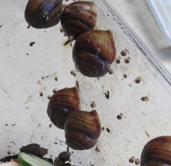 Our snails have babies! | Facts About Snails