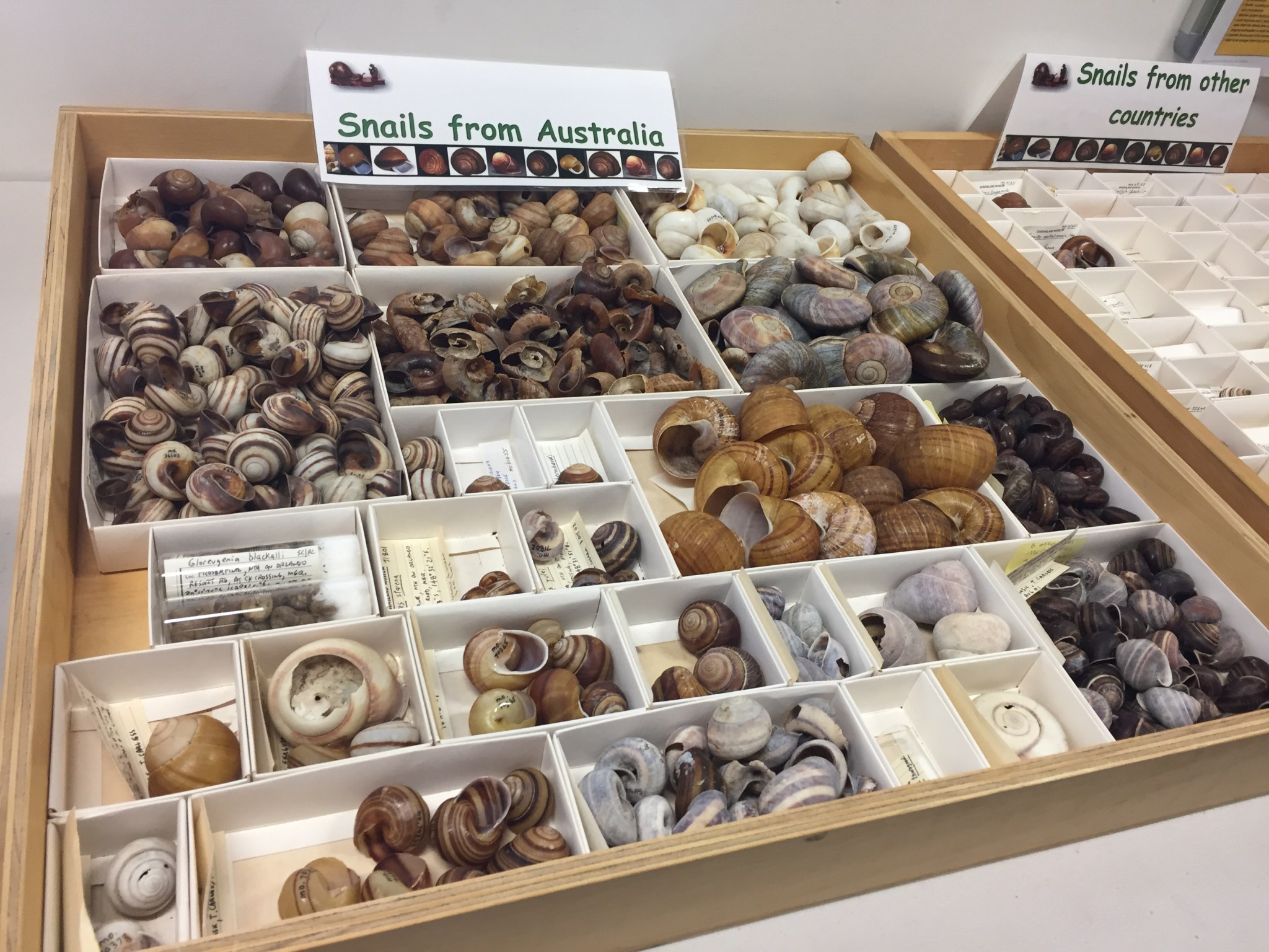 The Snail Whisperer | Facts About Snails