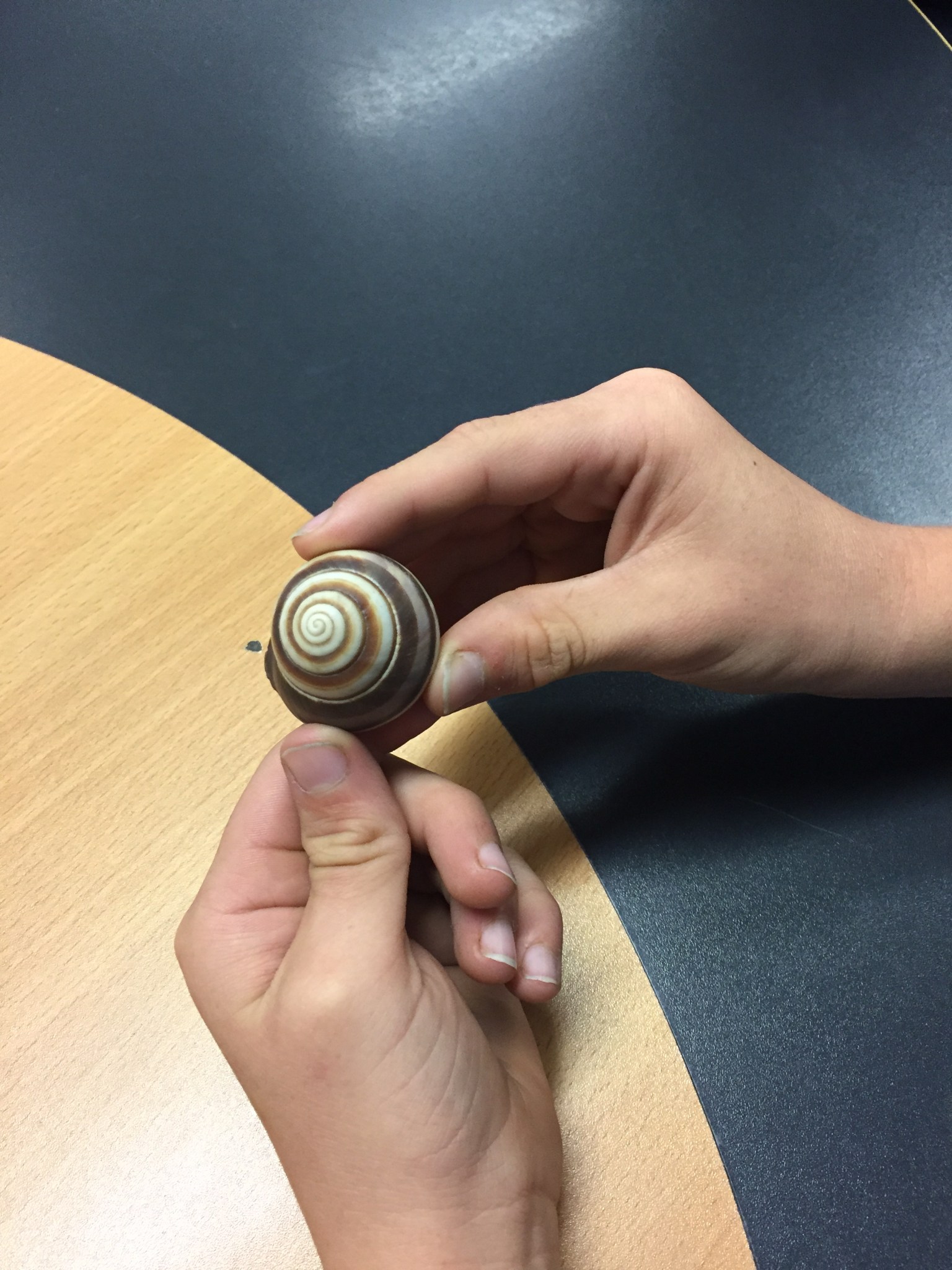 The Snail Whisperer | Facts About Snails