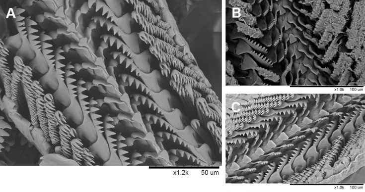 Snail taxonomy | Facts About Snails