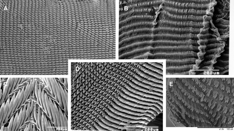 Snail taxonomy | Facts About Snails